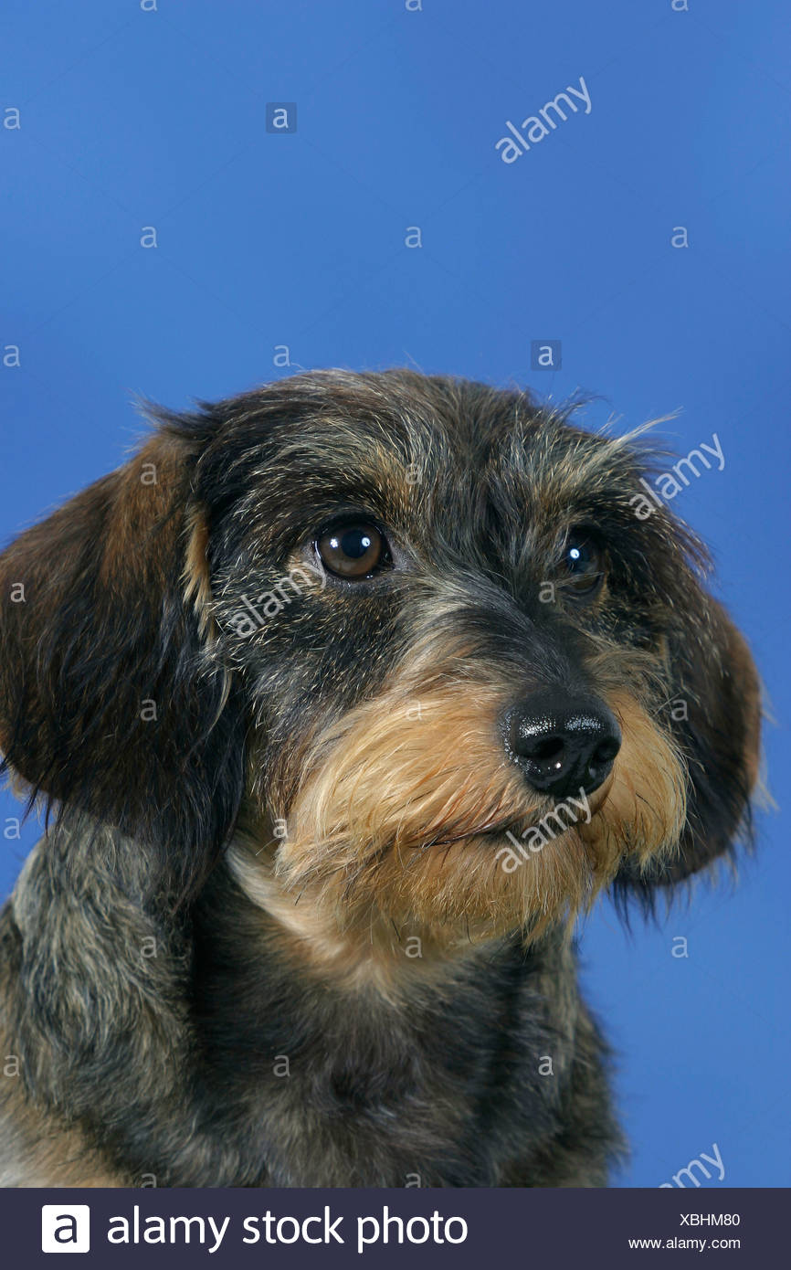 Zwergrauhaardackel High Resolution Stock Photography and Images - Alamy