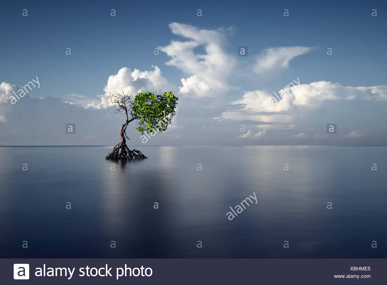 Lone Mangrove Tree On A Beach High Resolution Stock Photography and ...