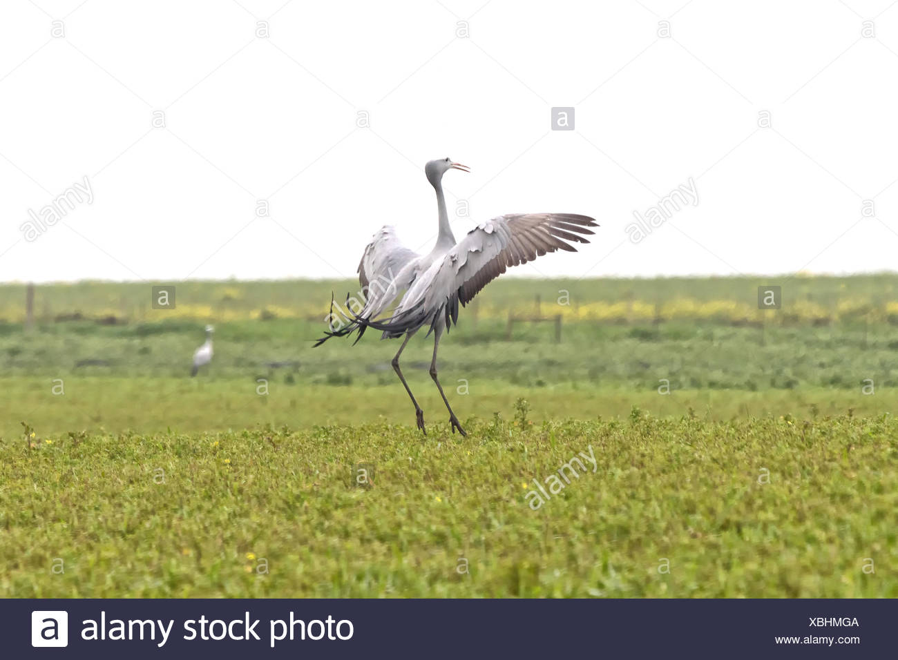 Dancing Crane High Resolution Stock Photography and Images - Alamy