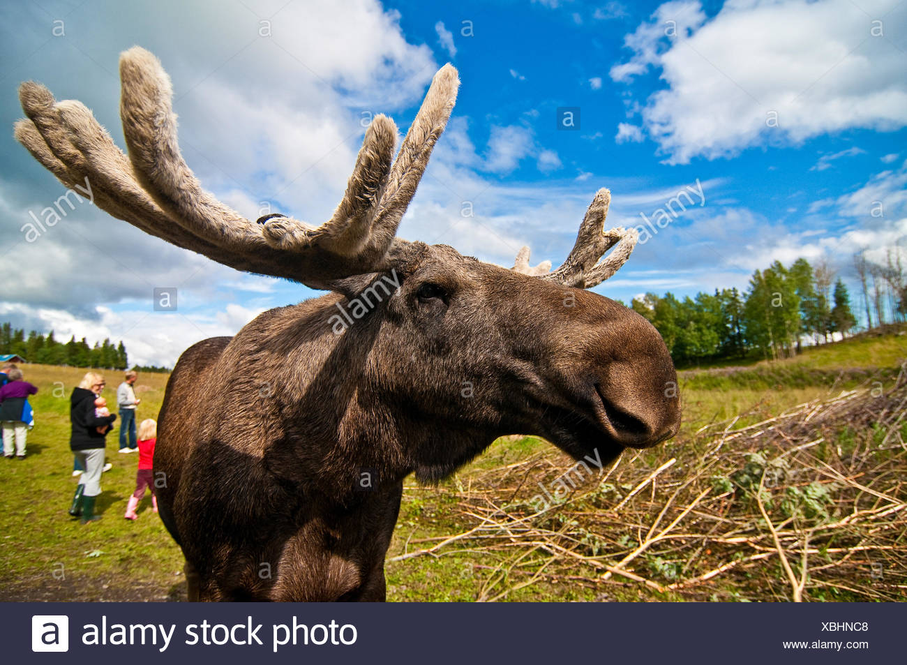 Sweden Moose Park High Resolution Stock Photography and Images - Alamy