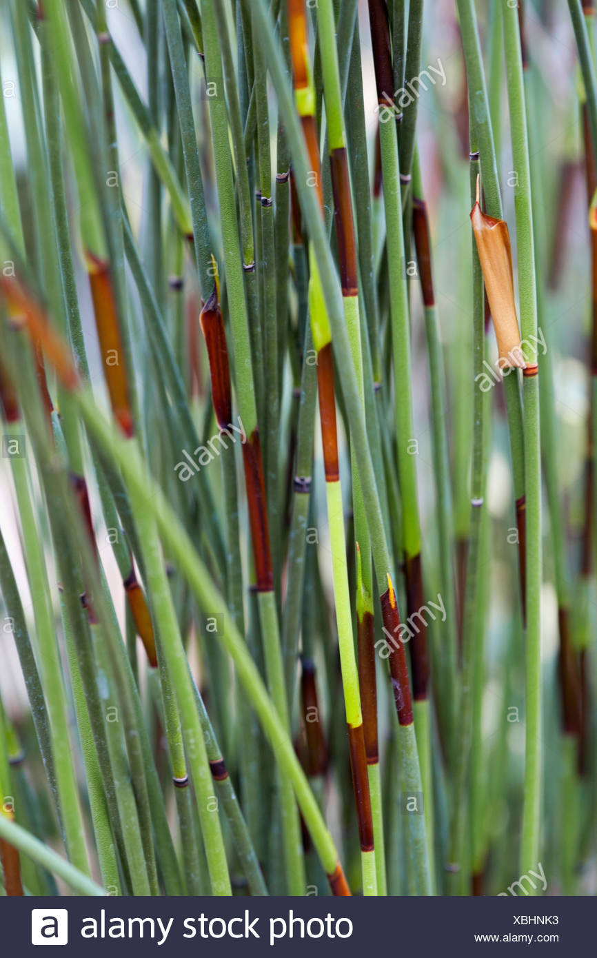 Chondropetalum Tectorum High Resolution Stock Photography and Images ...