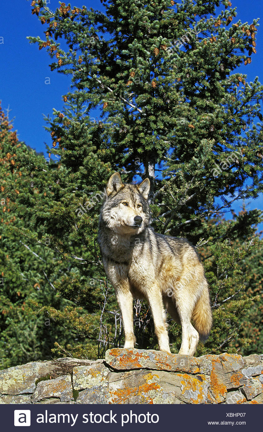 North American Grey Wolf Canis Lupus Occidentalis Stock Photos & North ...