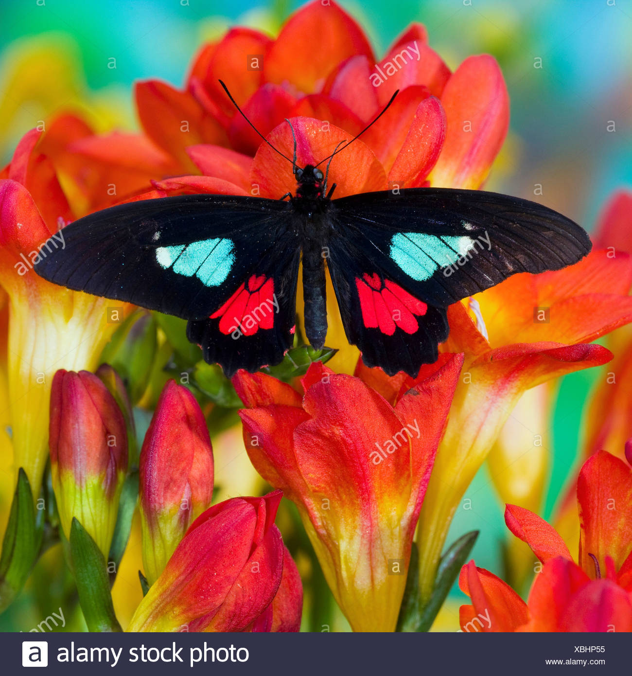 Parides Arcas Stock Photos & Parides Arcas Stock Images - Alamy