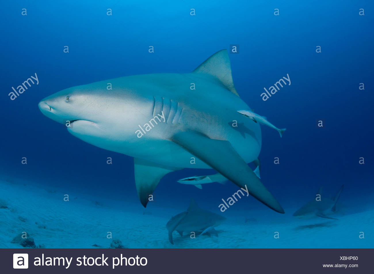 Mutualism Stock Photos & Mutualism Stock Images - Alamy