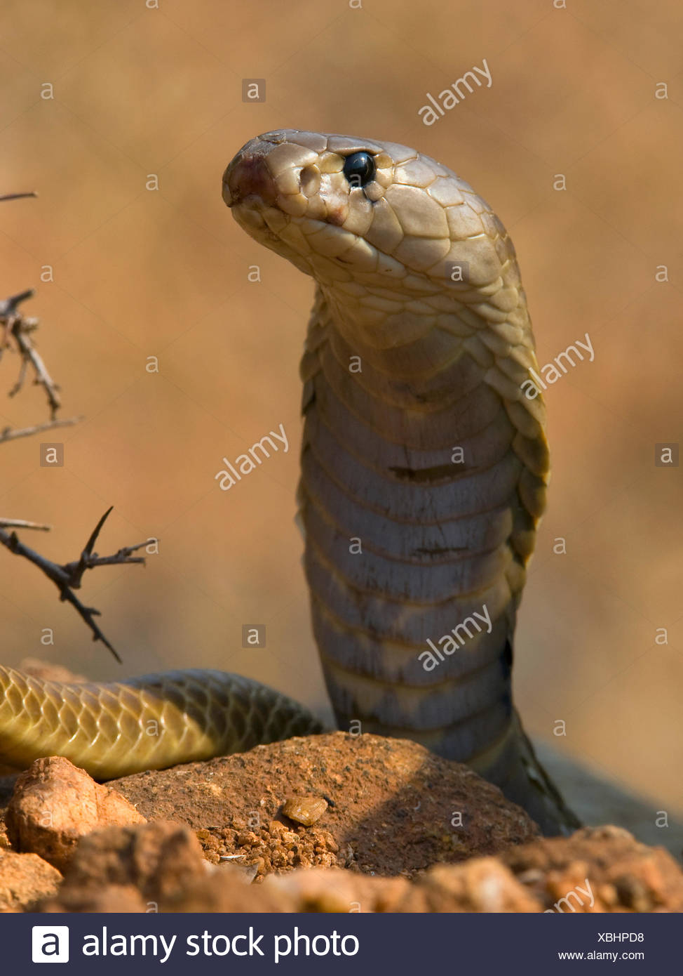 Indian Cobra Spectacled Cobra Naja High Resolution Stock Photography ...