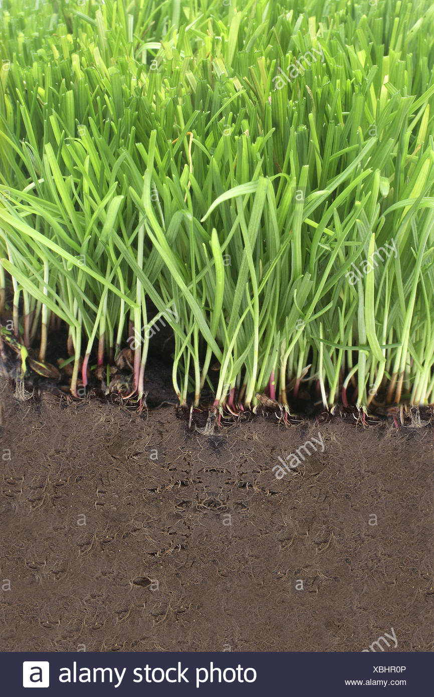 Grass Cross Section Stock Photos & Grass Cross Section Stock Images - Alamy