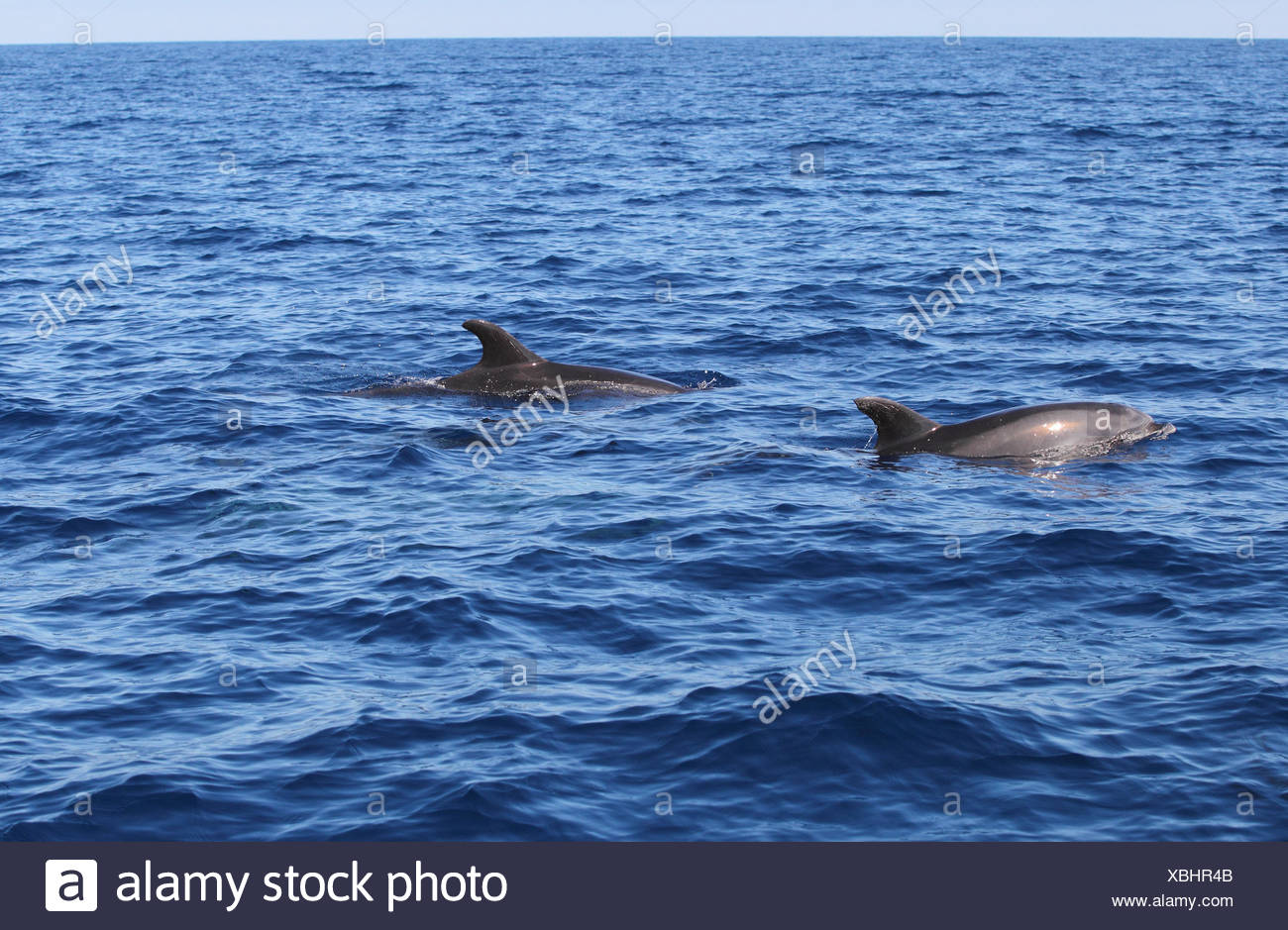 Nose Side High Resolution Stock Photography and Images - Alamy