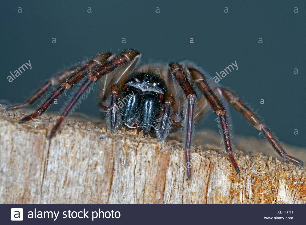 Lace Weaver Spiders High Resolution Stock Photography and Images - Alamy