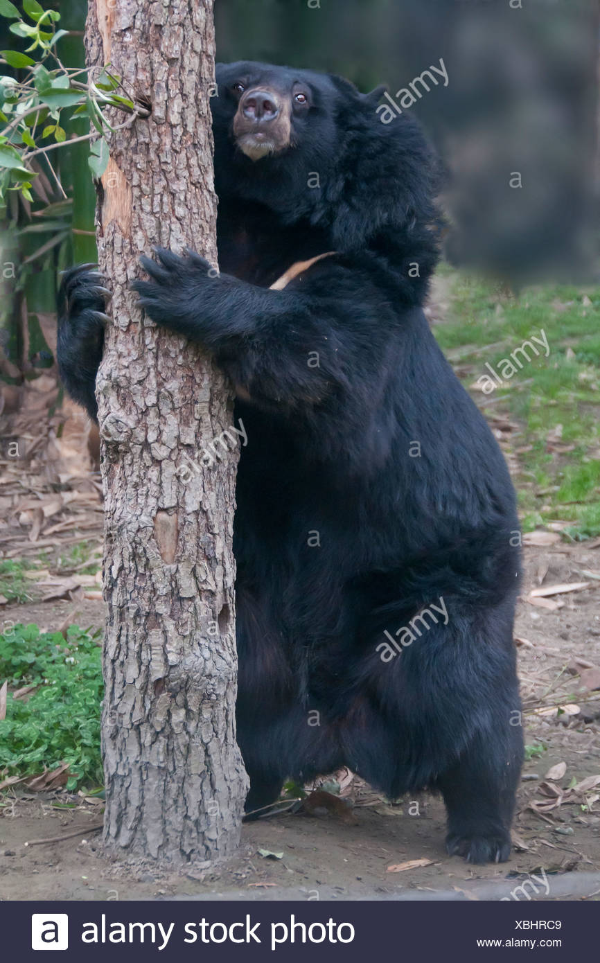 Bear Hugging Tree High Resolution Stock Photography and Images - Alamy