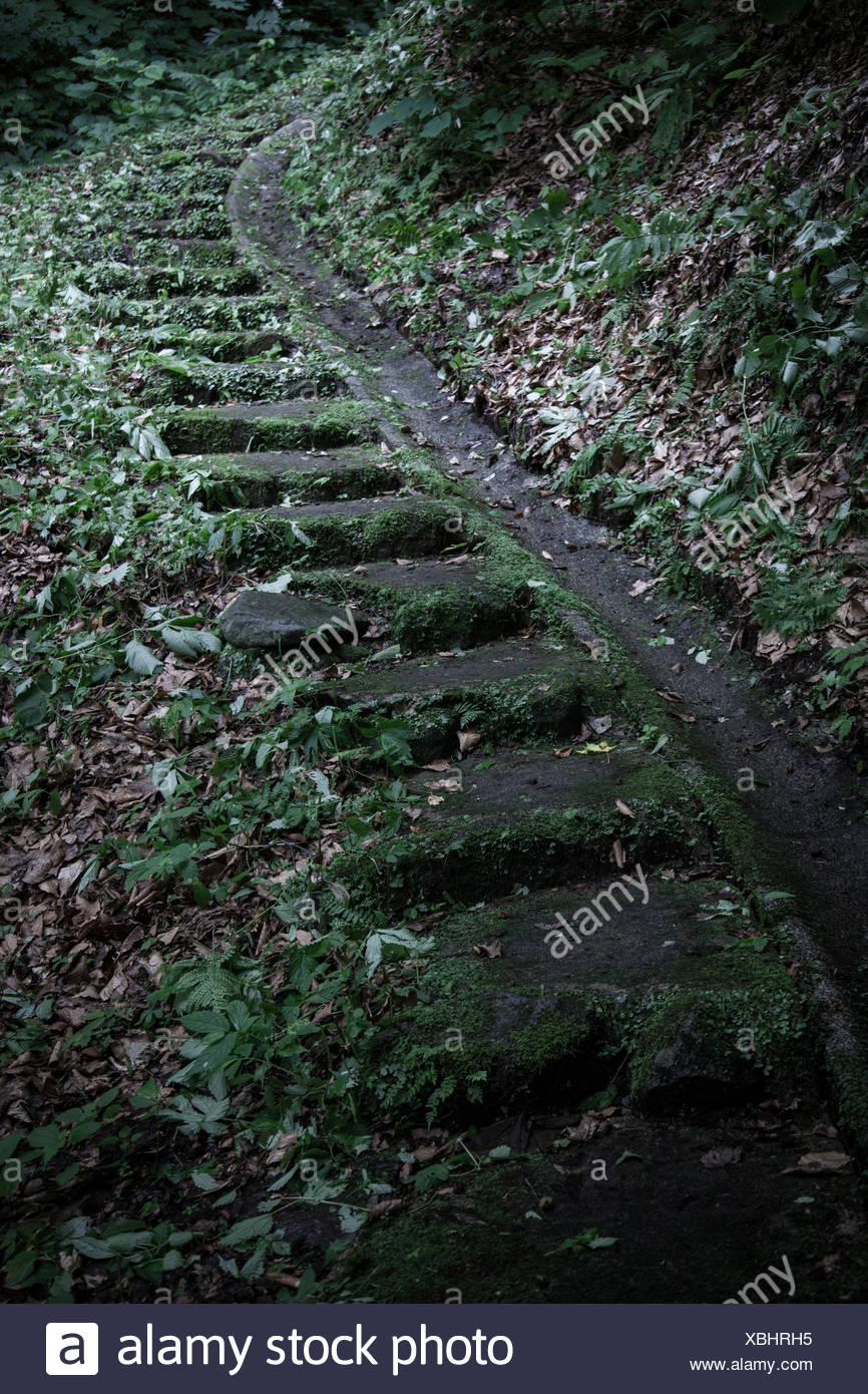 Woodland Steps Stock Photos & Woodland Steps Stock Images - Alamy