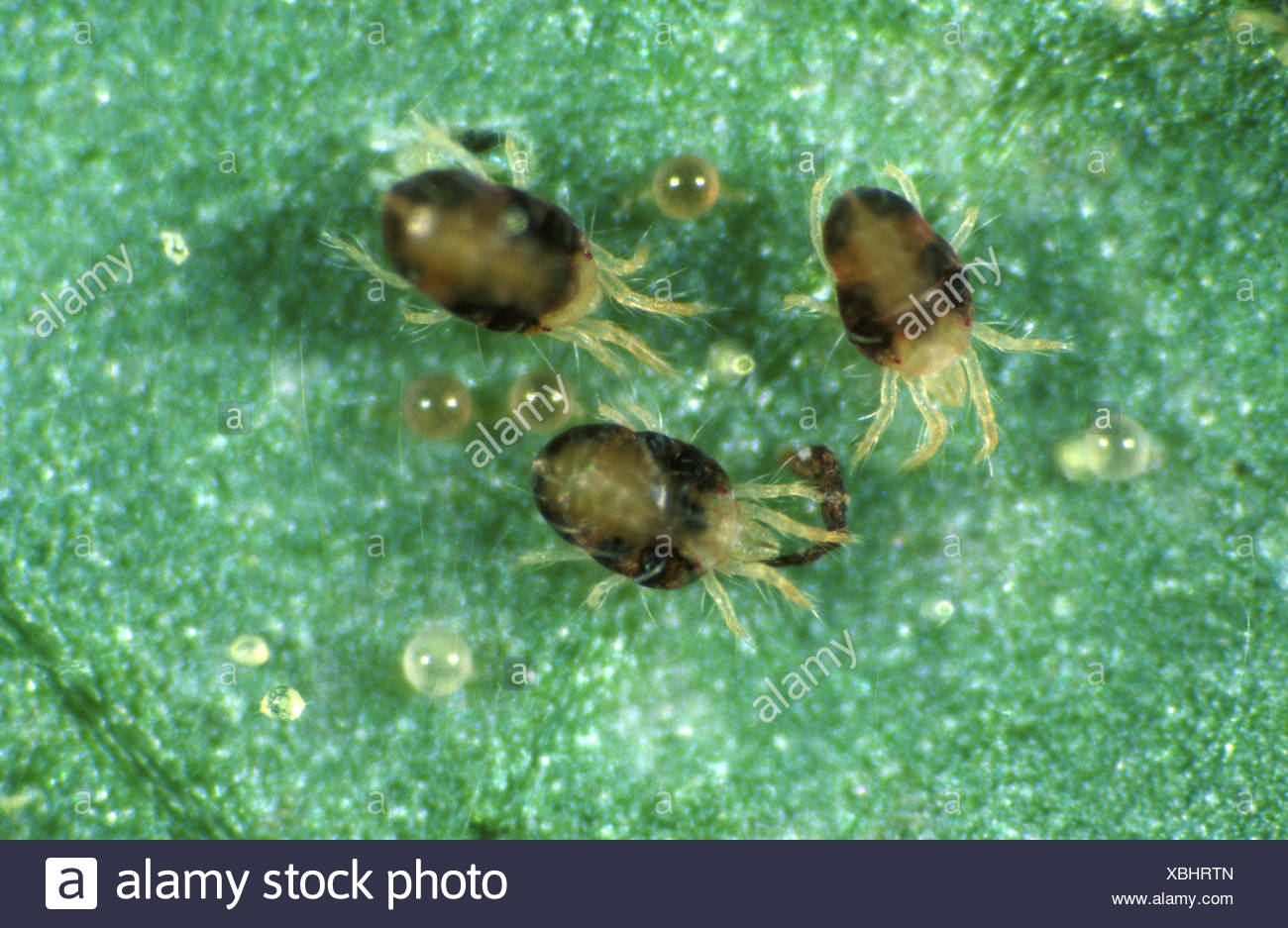 Glasshouse Red Spider Mite Tetranychus High Resolution Stock ...