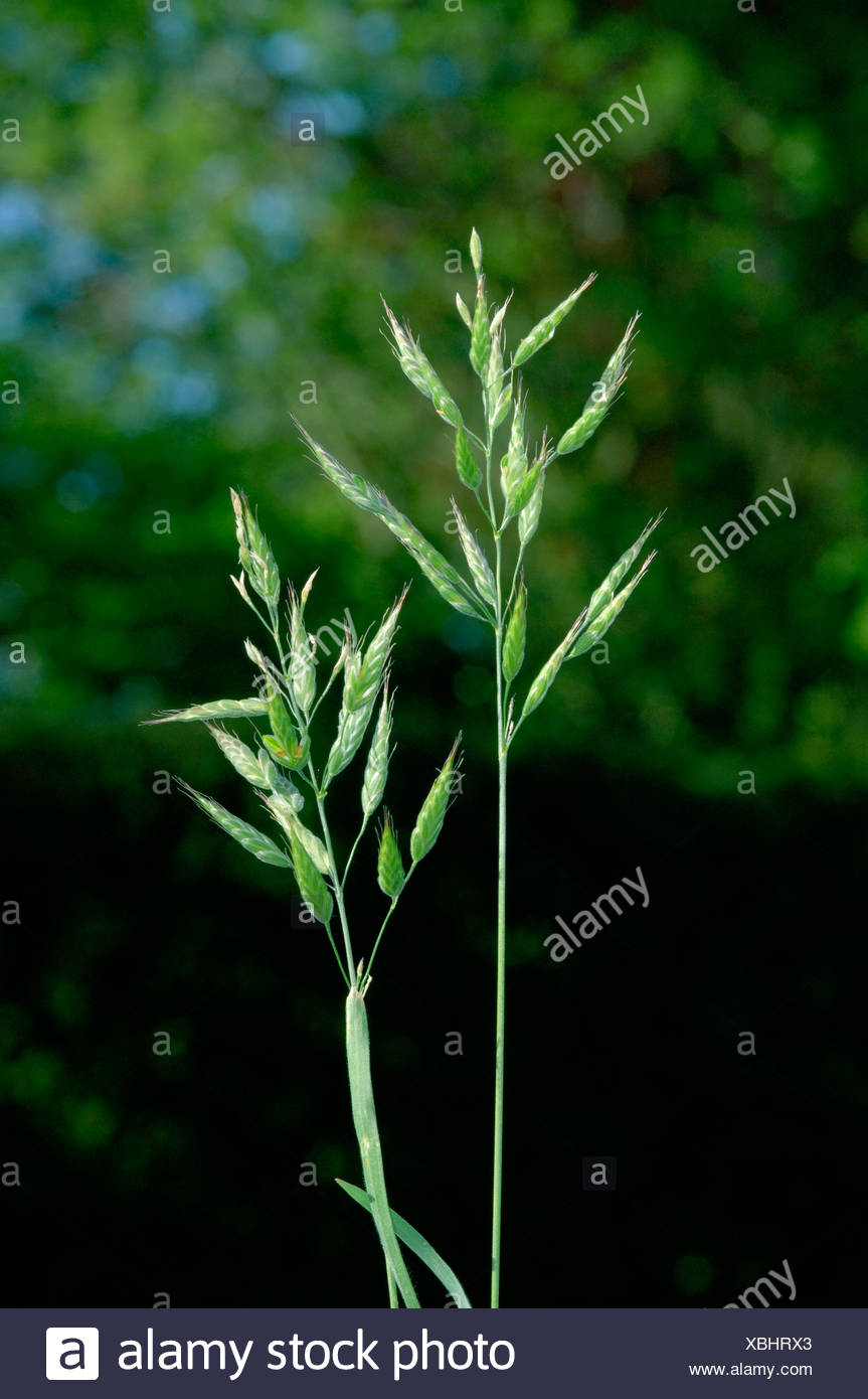 Soft Verges High Resolution Stock Photography and Images - Alamy