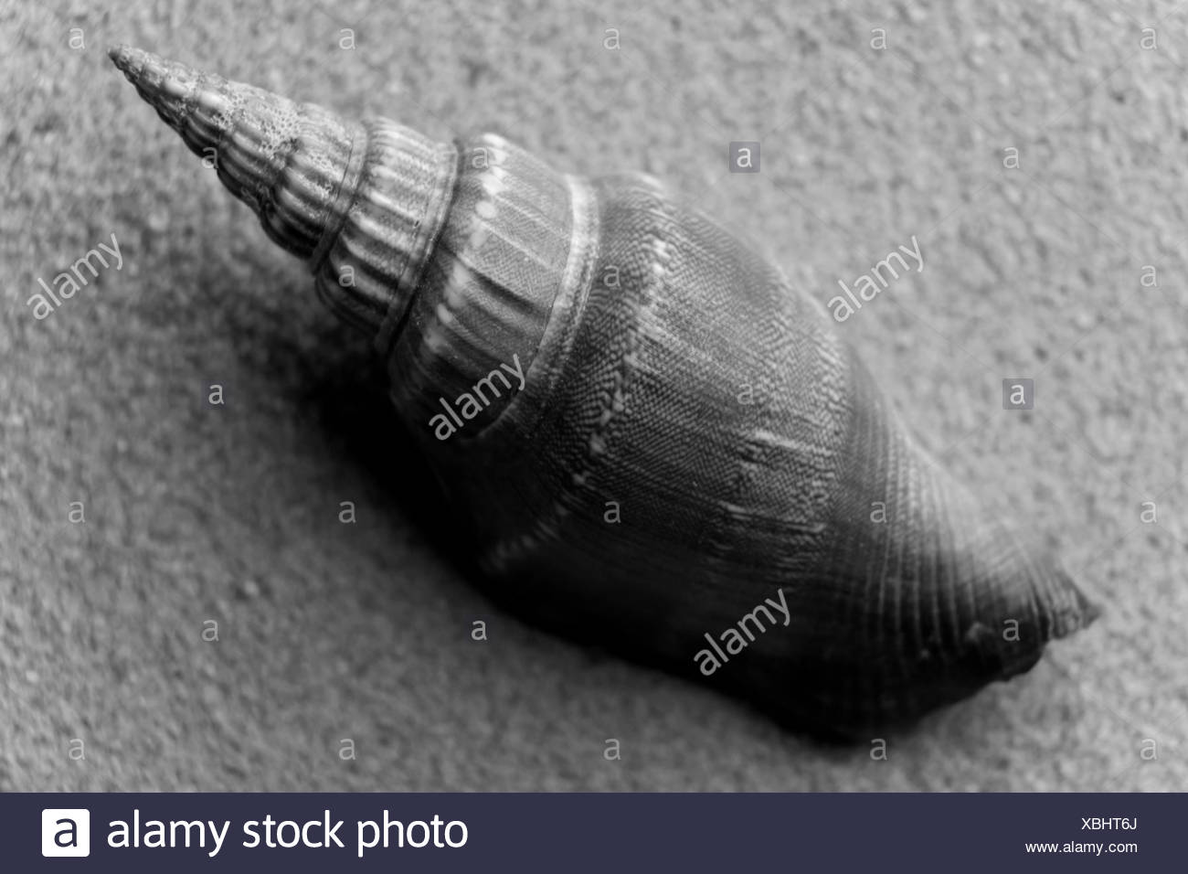 Snail Black and White Stock Photos & Images - Alamy