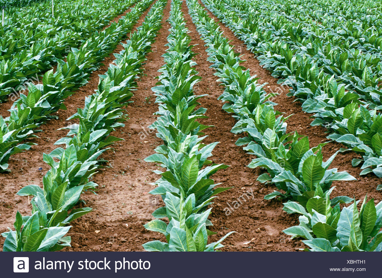 Tobacco Crop High Resolution Stock Photography and Images - Alamy