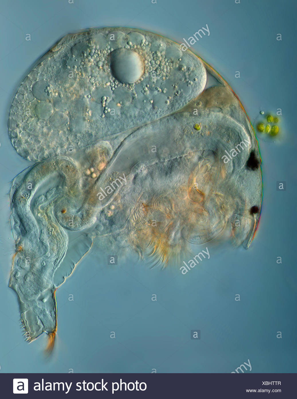 Water Fleas High Resolution Stock Photography and Images - Alamy