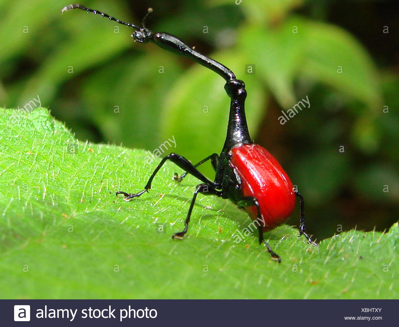 Giraffe Beetle Stock Photos & Giraffe Beetle Stock Images - Alamy