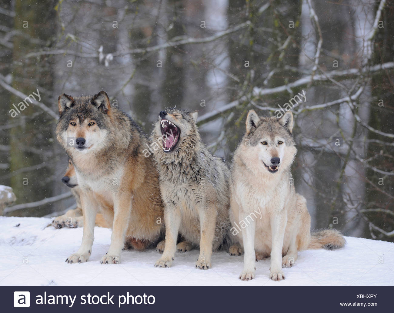 Three Wolves Stock Photos & Three Wolves Stock Images - Alamy