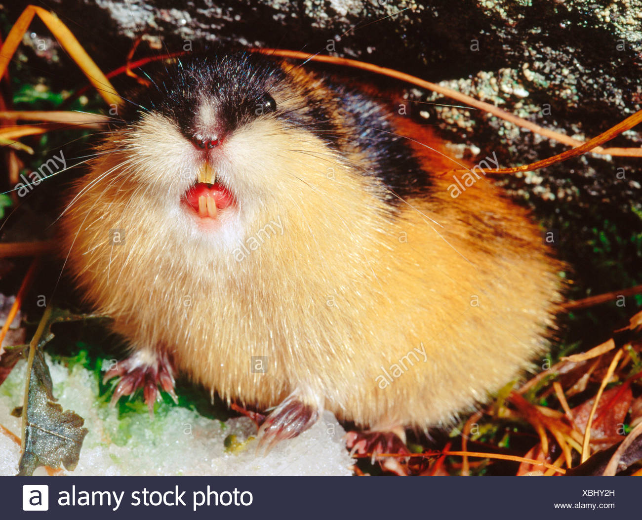 Norway Lemming Lemmus Lemmus High Resolution Stock Photography and ...
