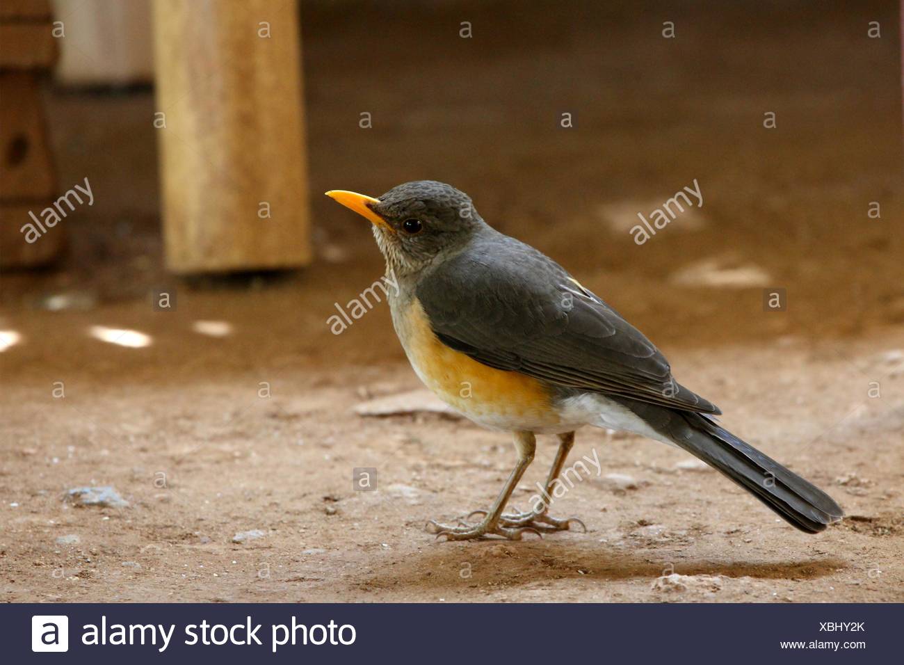 African Thrush High Resolution Stock Photography and Images - Alamy
