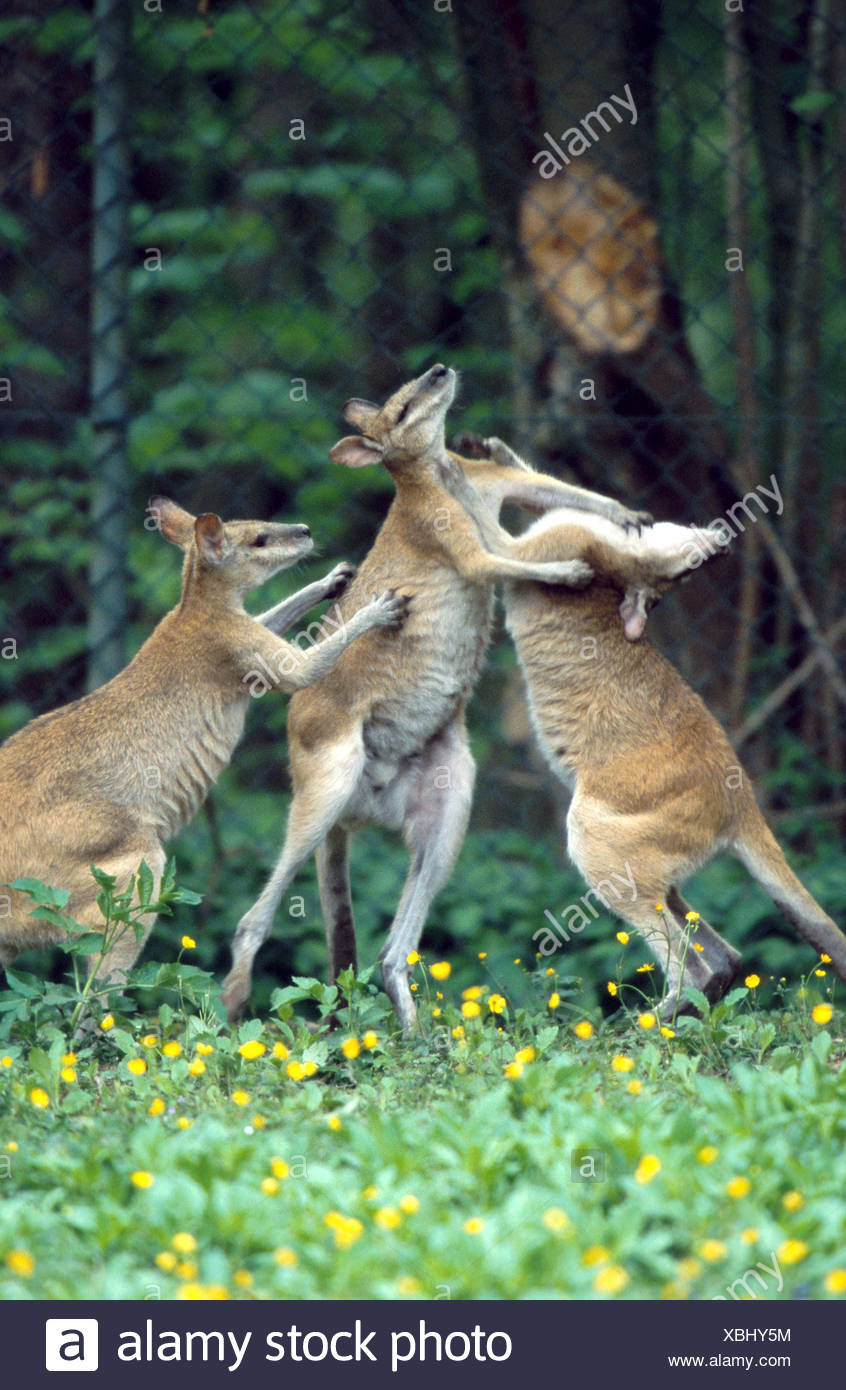 Kangaroos Fighting Stock Photos & Kangaroos Fighting Stock Images - Alamy