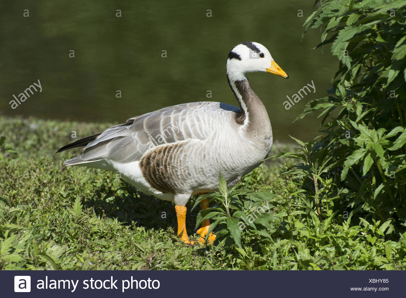Indian Goose High Resolution Stock Photography and Images - Alamy