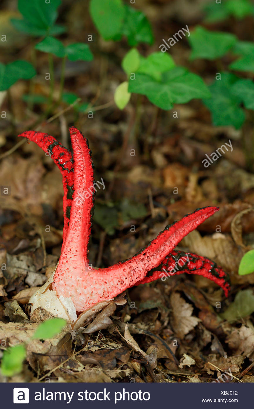 Devils Claw High Resolution Stock Photography and Images - Alamy