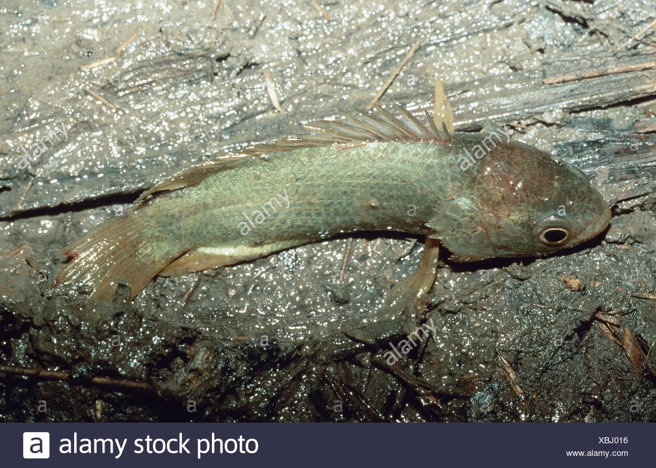 Climbing Perch Fish High Resolution Stock Photography and Images - Alamy