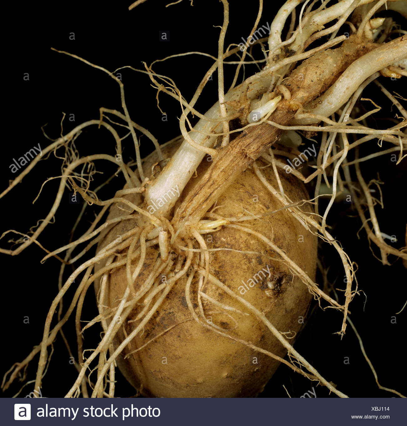 Scutigerella Immaculata Stock Photos & Scutigerella Immaculata Stock ...