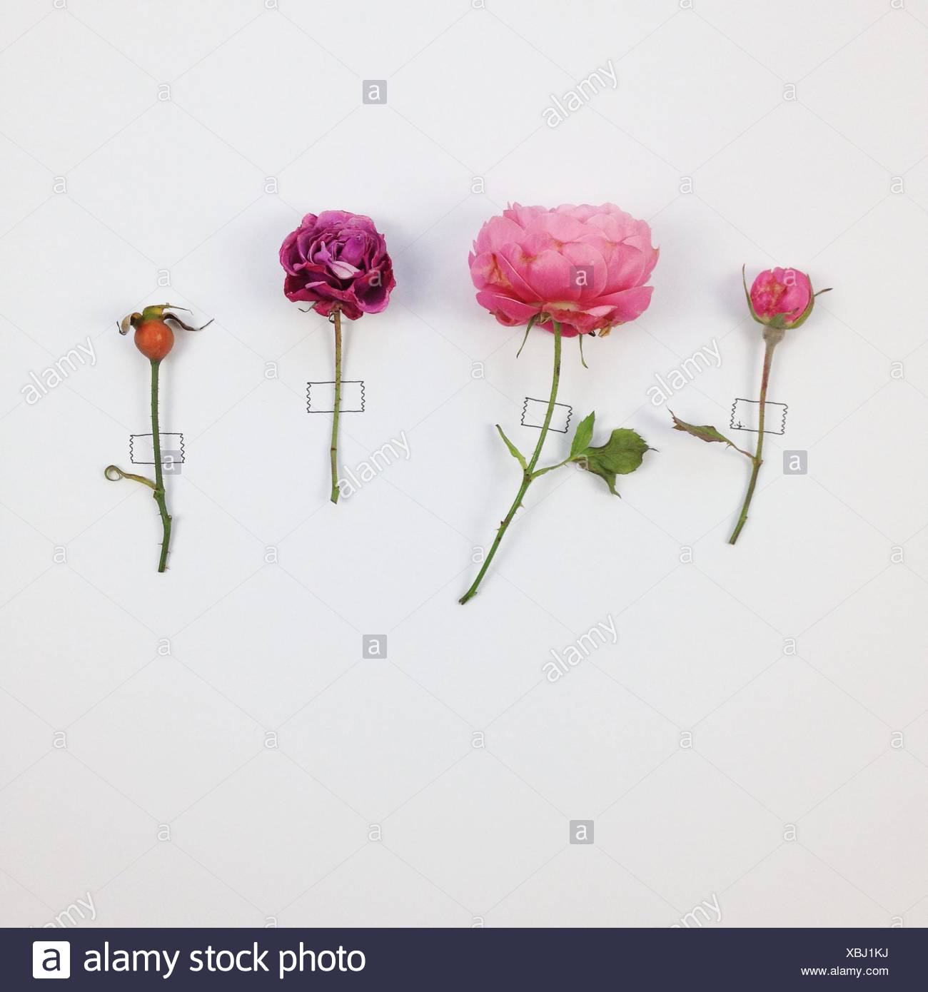 Four Flowers High Resolution Stock Photography and Images - Alamy
