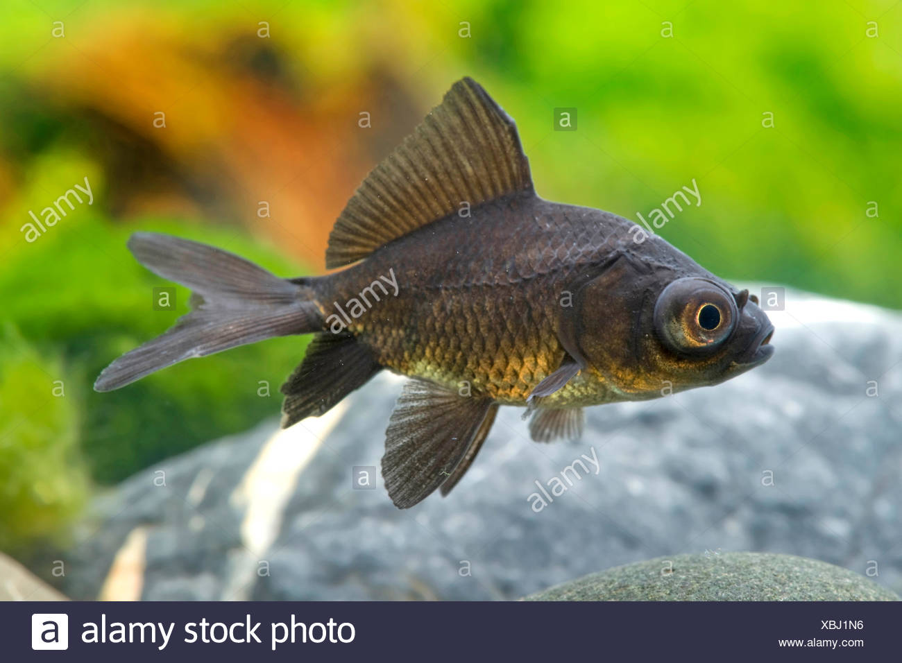 Black Moon High Resolution Stock Photography and Images - Alamy