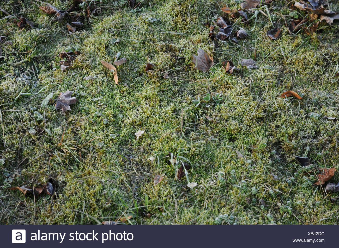 Tortula Muralis Tortula Muralis High Resolution Stock Photography and ...