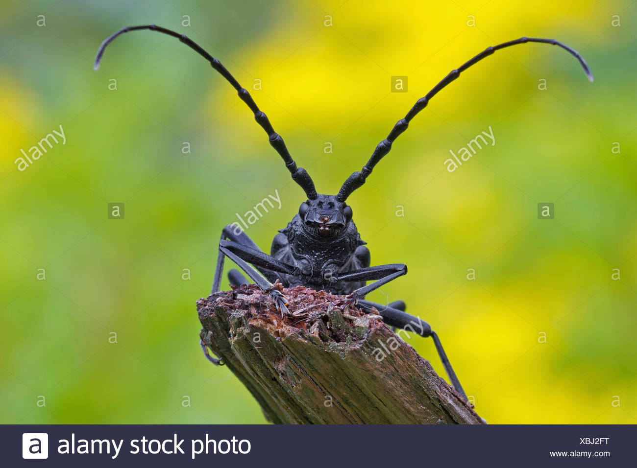 Great Capricorn Beetle High Resolution Stock Photography and Images - Alamy