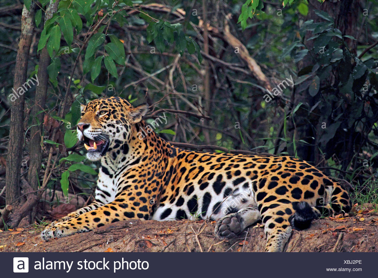 Jaguar Male High Resolution Stock Photography and Images - Alamy
