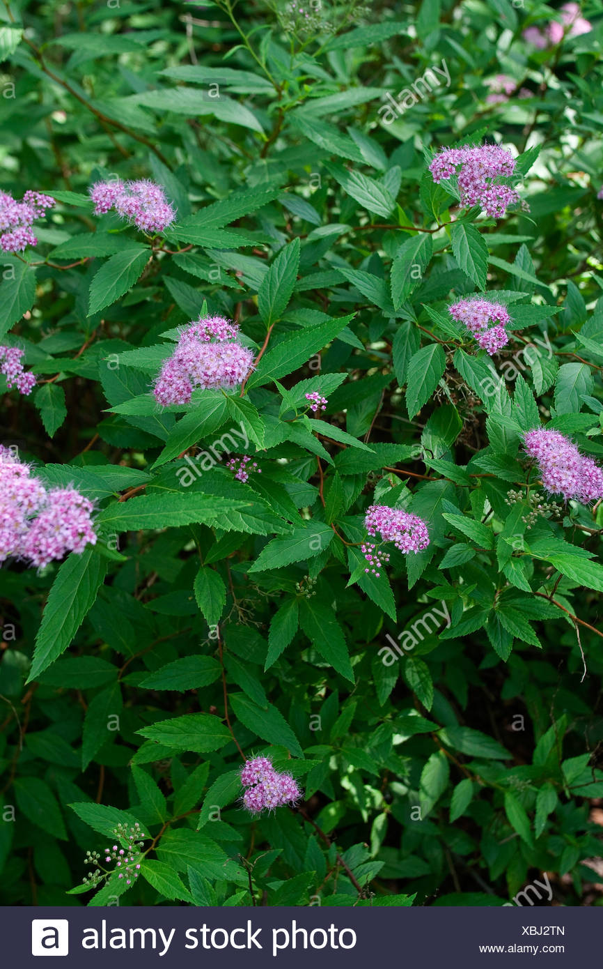 Spiraea Betulifolia High Resolution Stock Photography and Images - Alamy