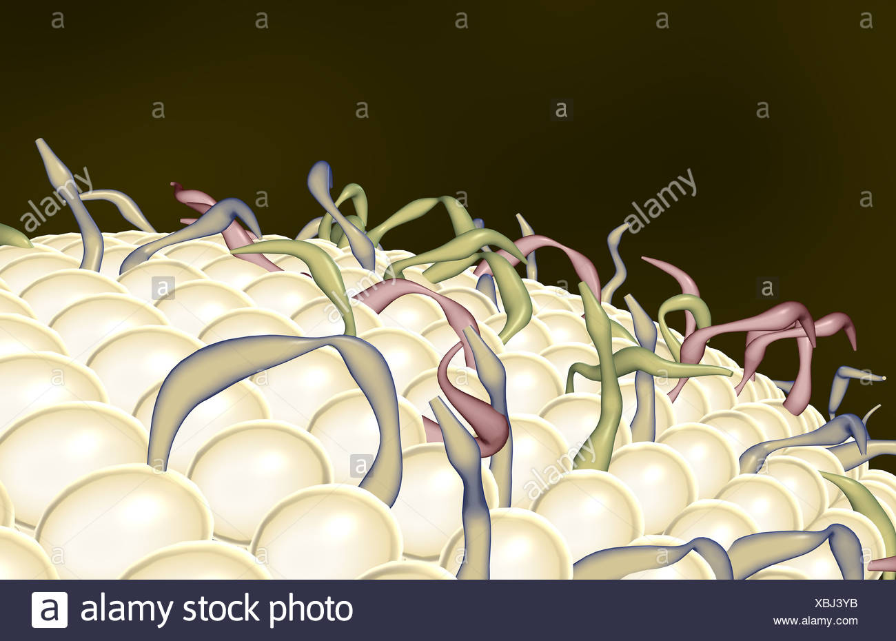 Lipid Bilayer Membrane High Resolution Stock Photography and Images - Alamy