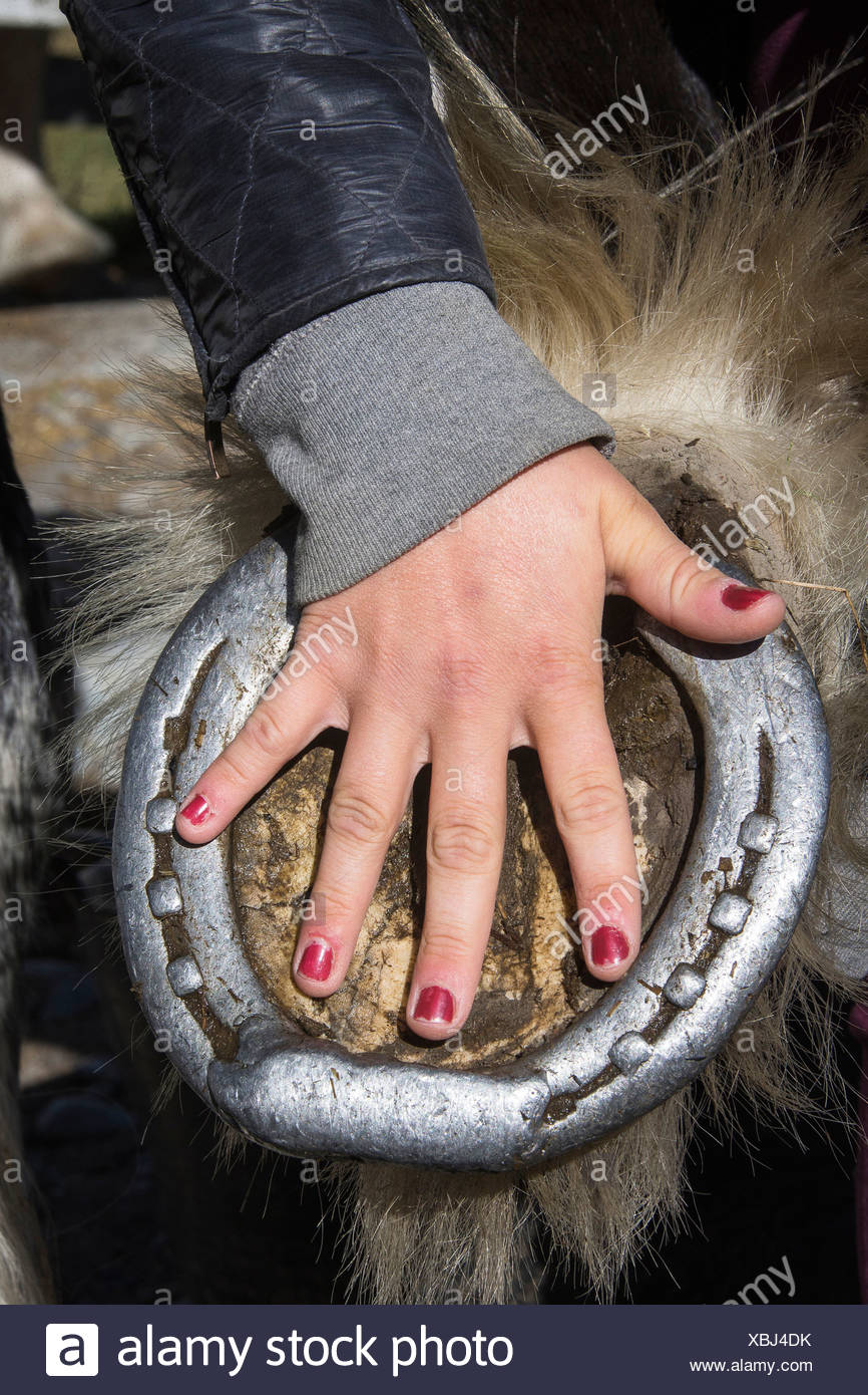 Clydesdale Horse Close Up Stock Photos & Clydesdale Horse Close Up ...