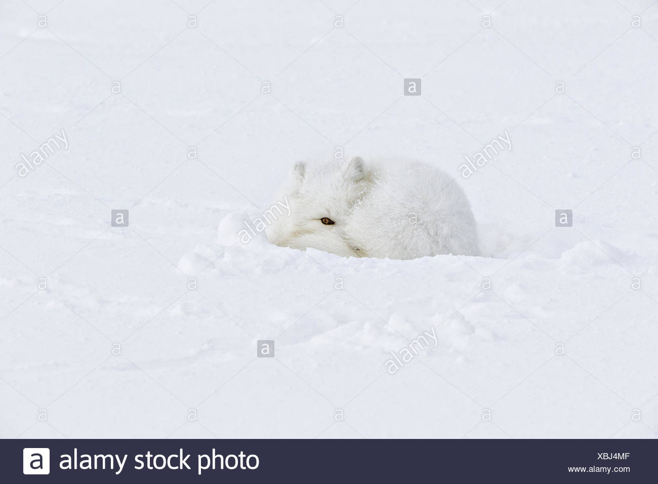 Curled Up Fox High Resolution Stock Photography and Images - Alamy