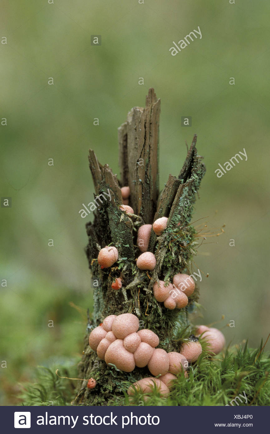 Nectaria Ochracea High Resolution Stock Photography and Images - Alamy