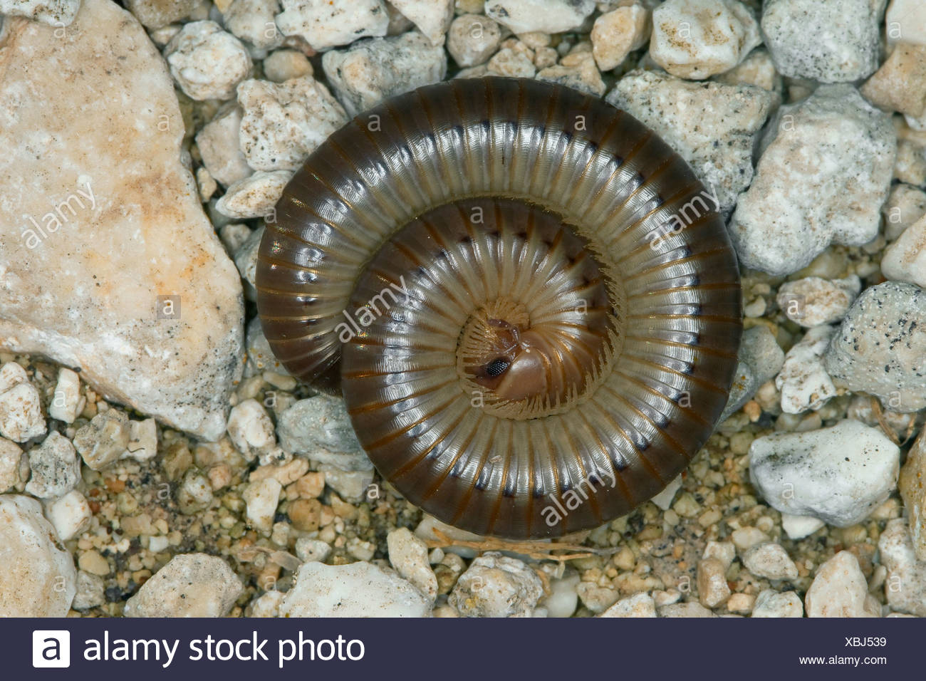 Thousand Leggers High Resolution Stock Photography and Images - Alamy