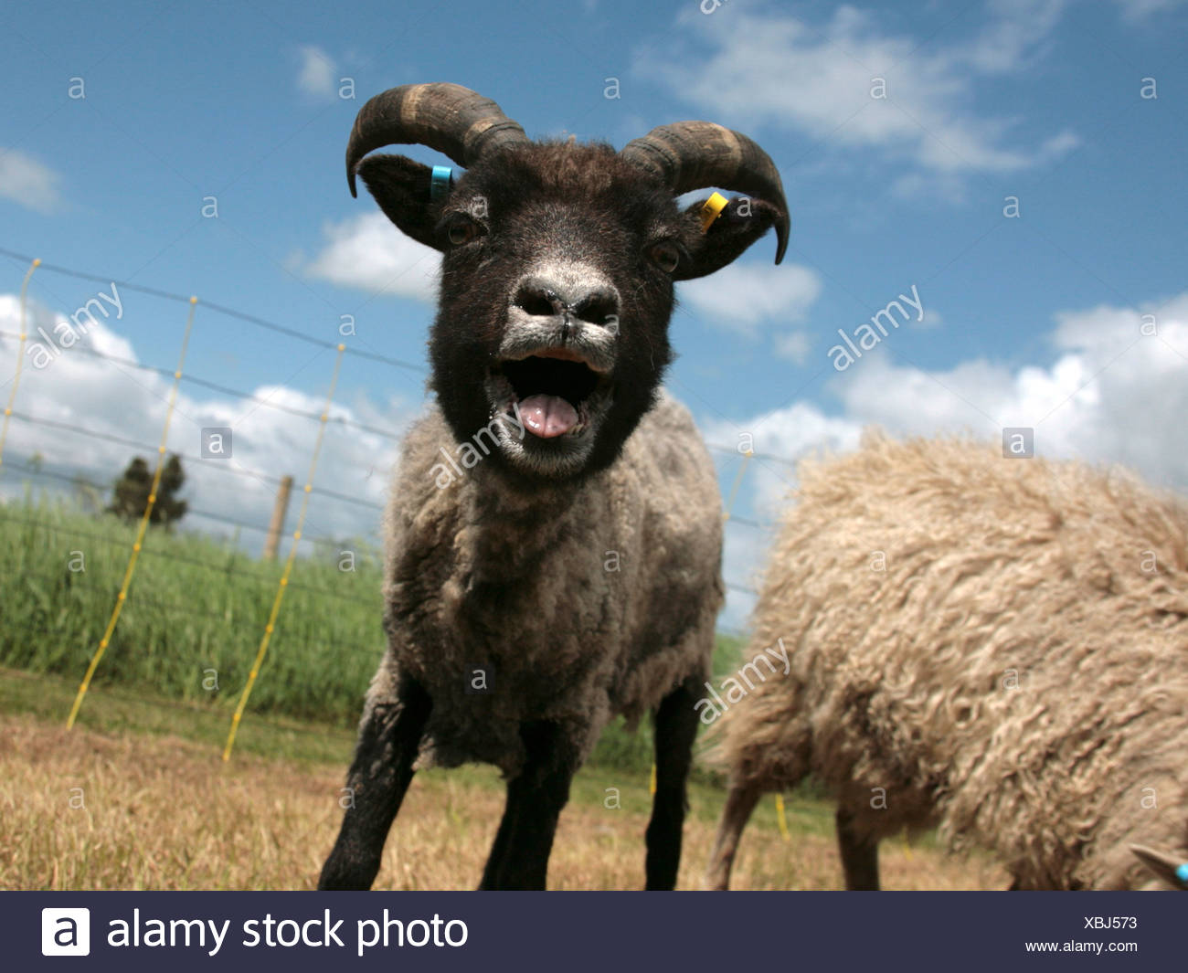 Sheep Bleating High Resolution Stock Photography and Images - Alamy