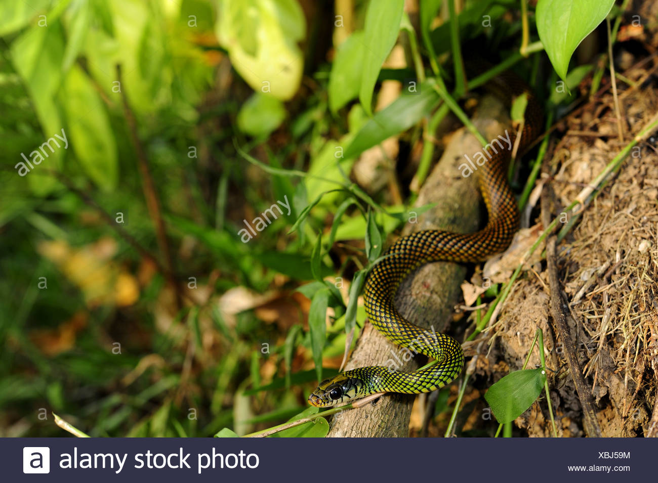 Speckled Green Snake High Resolution Stock Photography and Images - Alamy
