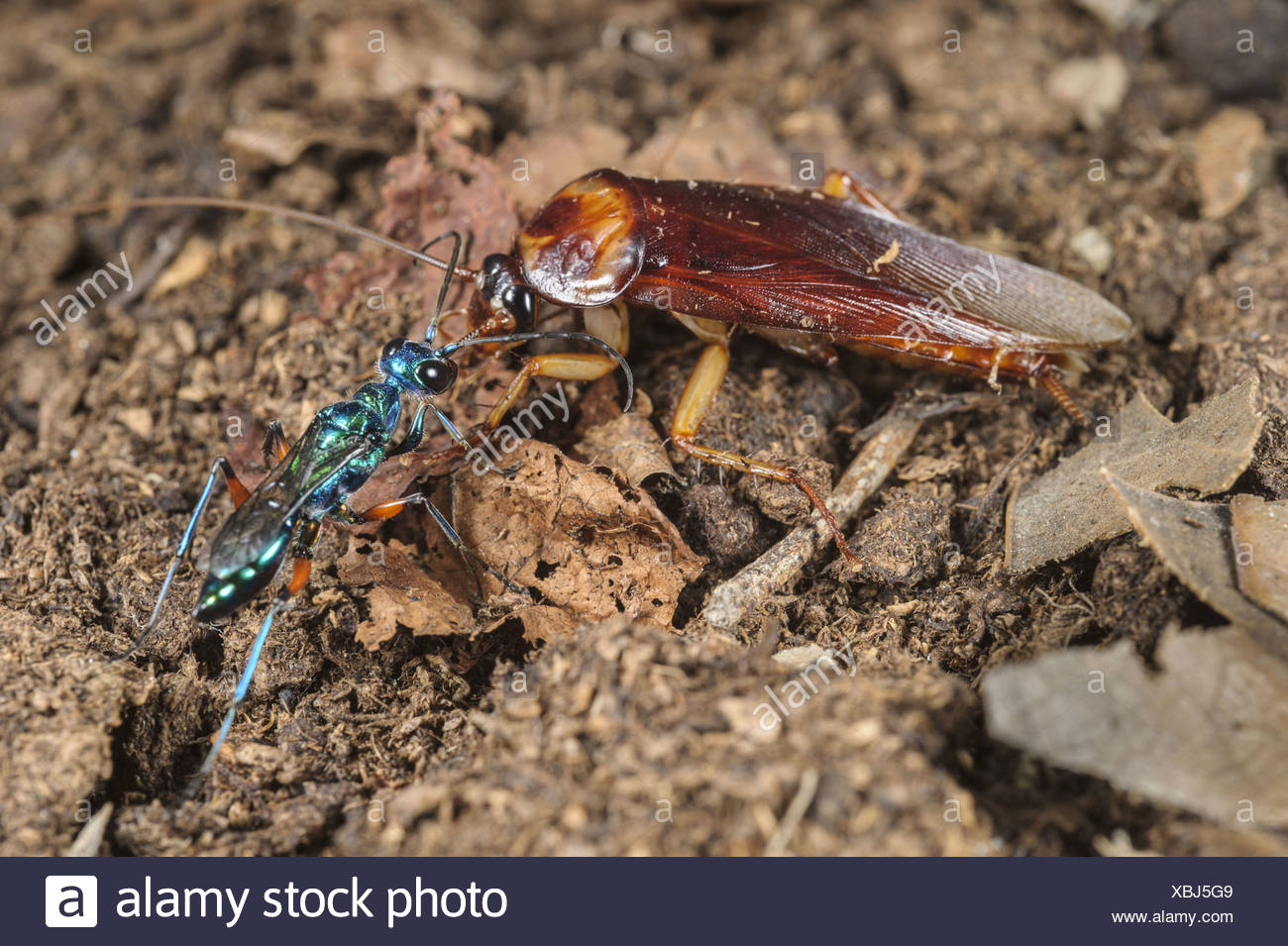 Emerald Cockroach Wasp High Resolution Stock Photography and Images - Alamy