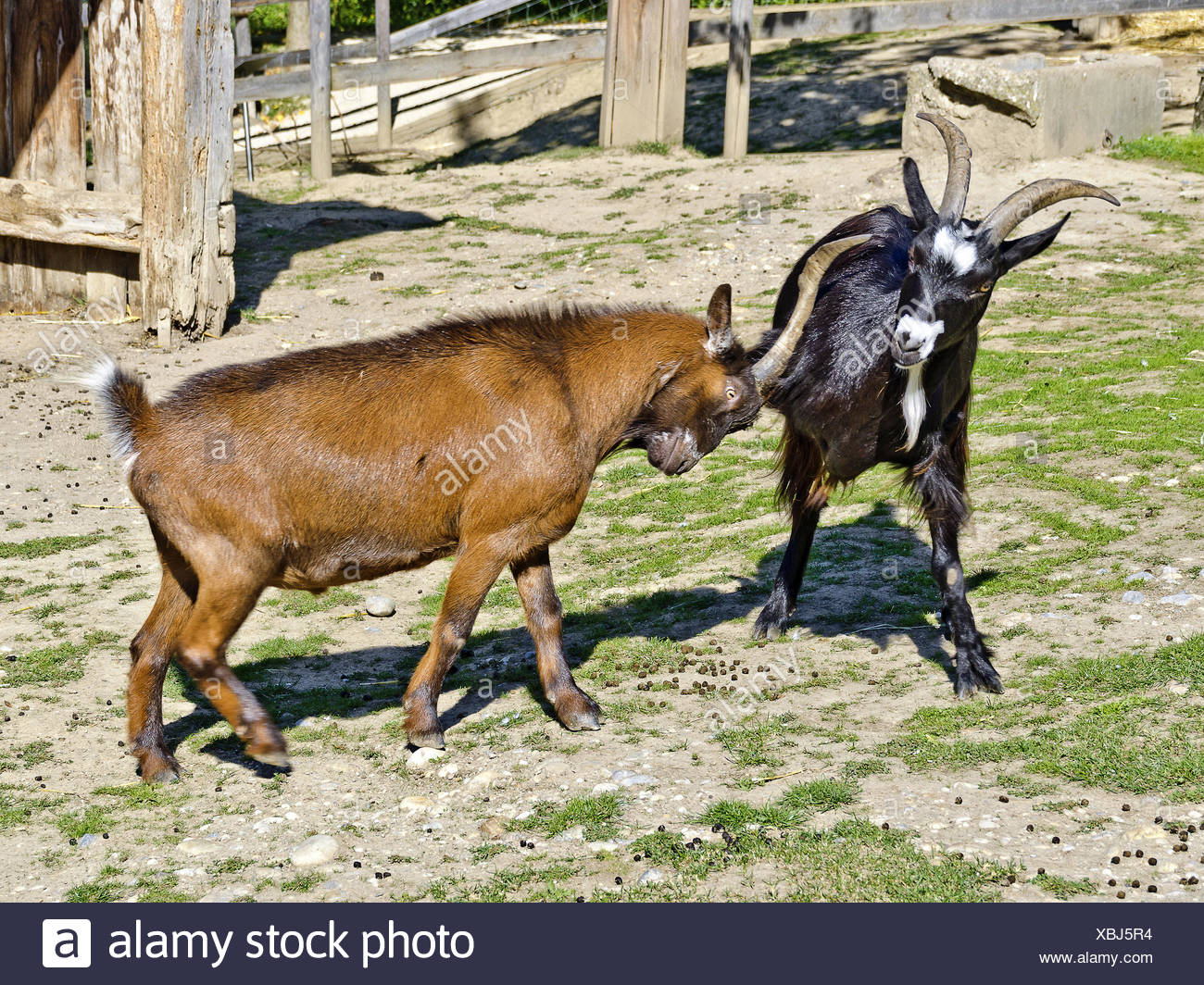 Goat Butting Stock Photos & Goat Butting Stock Images - Alamy