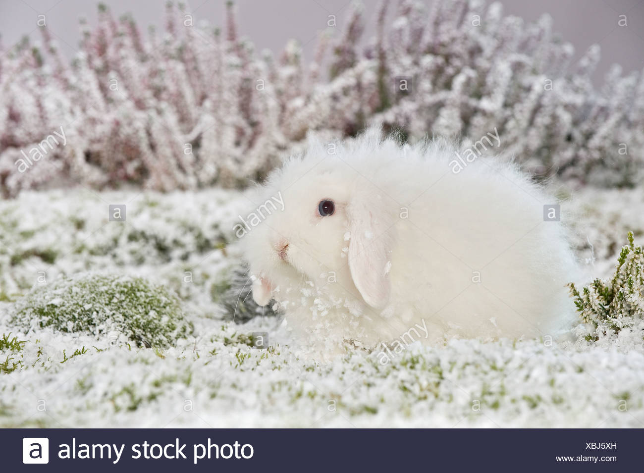 White Lop Eared Rabbit Stock Photos & White Lop Eared Rabbit Stock ...
