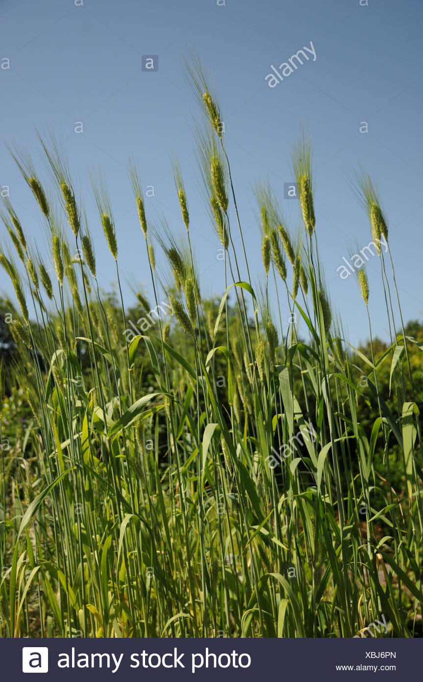 Hartweizen High Resolution Stock Photography and Images - Alamy