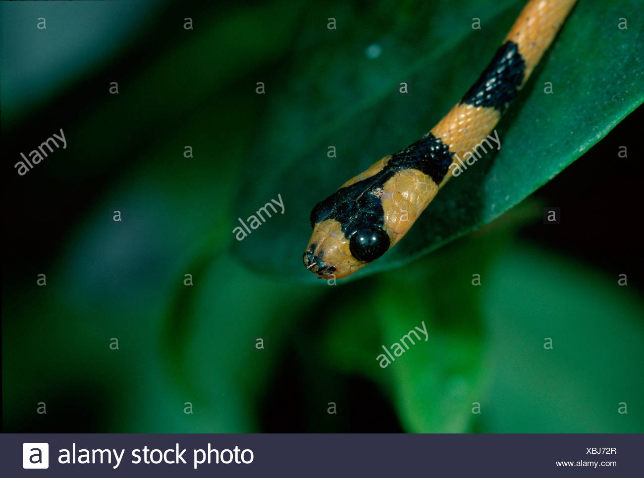 Madagascar Menarana Snake High Resolution Stock Photography and Images ...