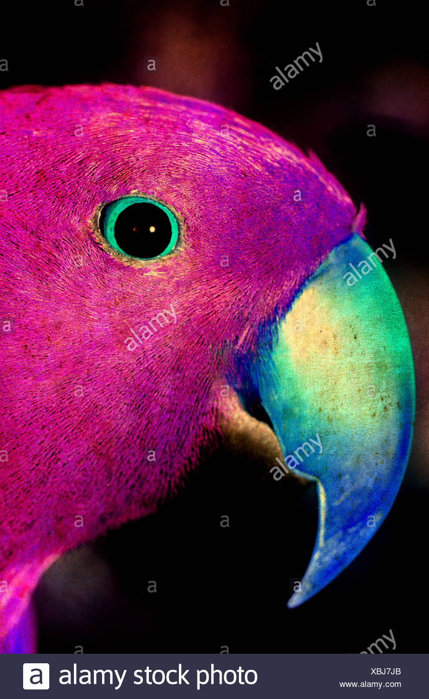 Pink Parrot High Resolution Stock Photography and Images - Alamy