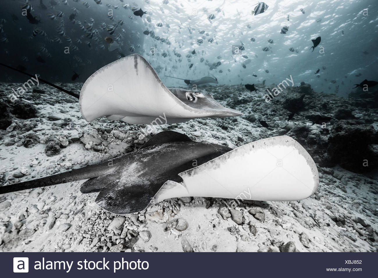 Indian Ocean Wildlife High Resolution Stock Photography and Images - Alamy