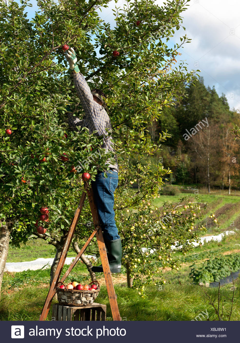 Apple Harvesting Equipment High Resolution Stock Photography and Images ...