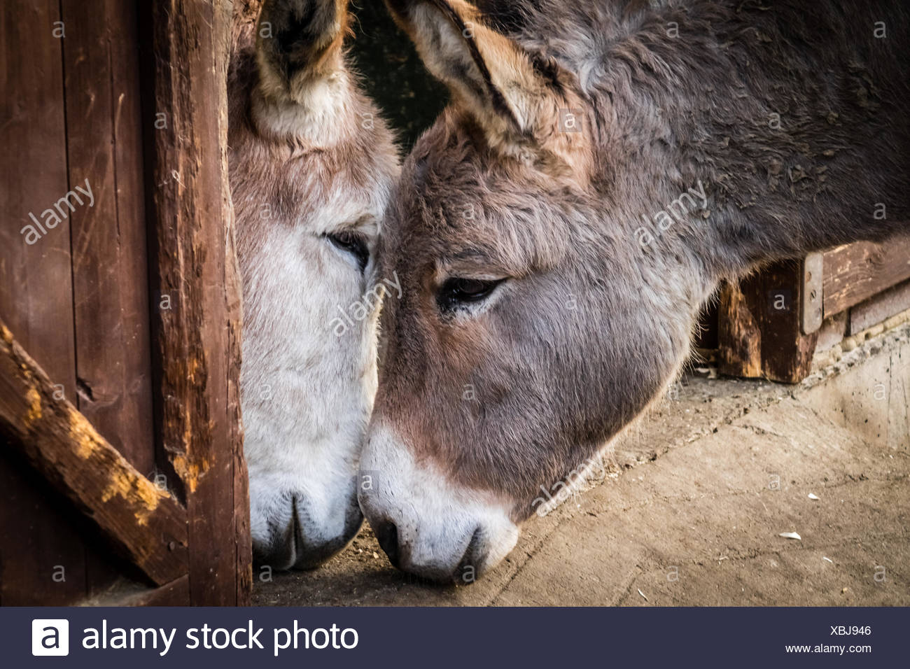 Donkey Stable Stock Photos & Donkey Stable Stock Images - Alamy